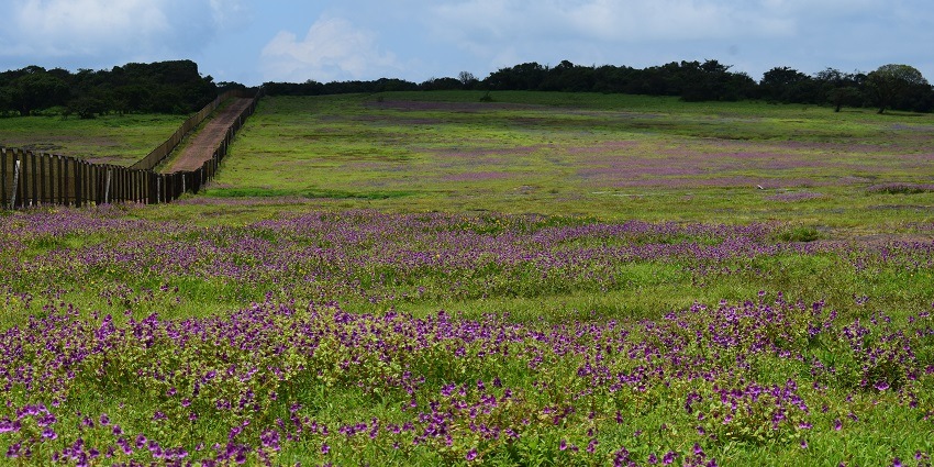 Kamalgad Fort: Unveil History And Heritage Of Maharashtra - TripXL