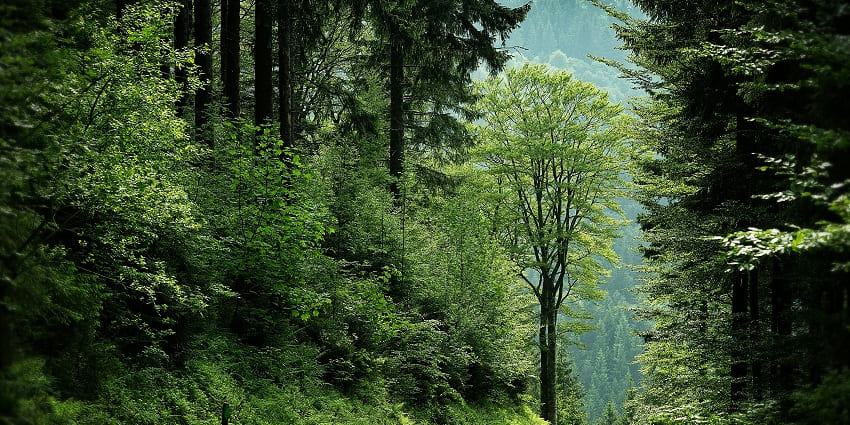 10 Places To Visit Near Gorakhpur For A Historical Trip - TripXL