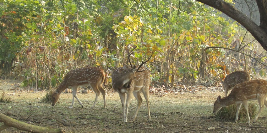 Chilla Wildlife Sanctuary – A Nature Haven In Uttarakhand - TripXL