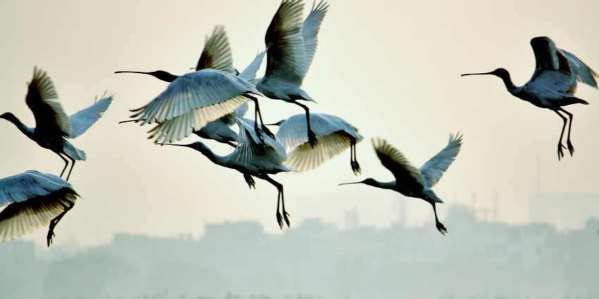 Okhla Wildlife Sanctuary: Your Guide To Adventure And Wildlife - TripXL