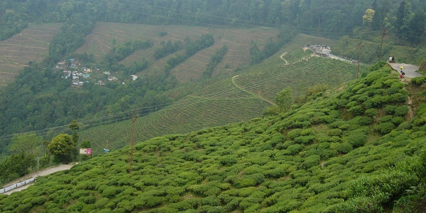 Best Places To Visit In Kurseong For A Memorable Vacation - TripXL