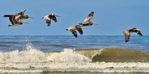 19 Popular Beaches Near Coimbatore For A Weekend Getaway - TripXL