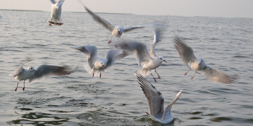 Wildlife Sanctuaries Near Lucknow: A Scenic Expedition - TripXL