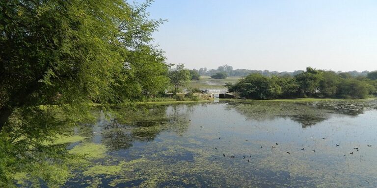 Wildlife Sanctuaries Near Lucknow: A Scenic Expedition - TripXL