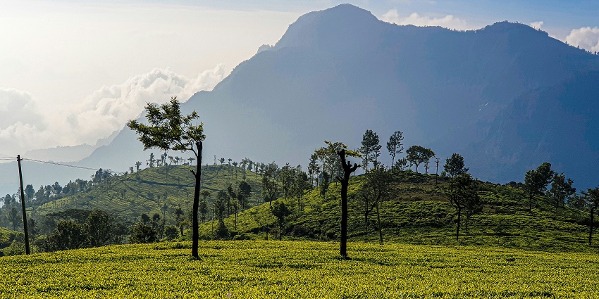 Discover Romantic Places To Visit In Ooty For Couples - TripXL