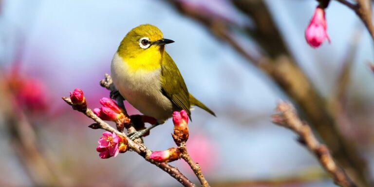 14 Places To Visit In Cooch Behar For A Peaceful Retreat - TripXL