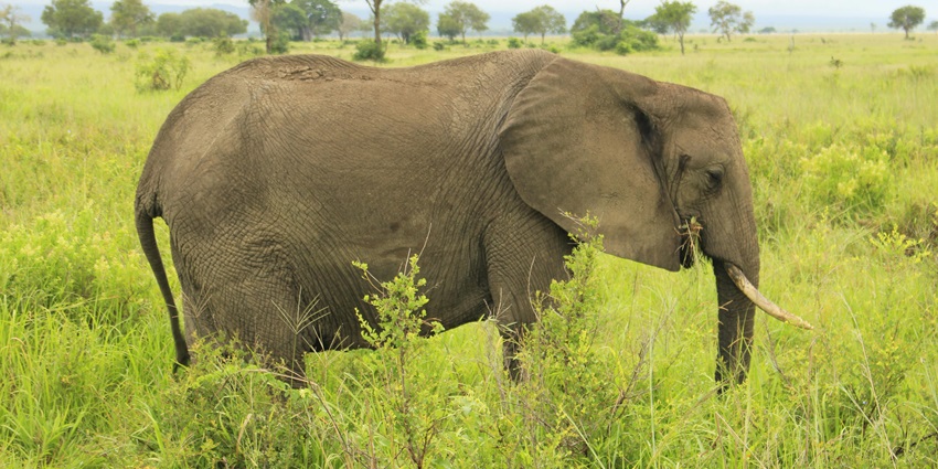 Mudumalai Tiger Reserve: Discover The Rich Biodiversity - TripXL