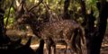 Vandalur Zoo: Explore The Exotic Wildlife In Tamil Nadu - TripXL