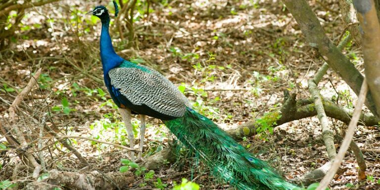 Places To Visit In Pudukkottai: For An Unforgettable Experience - TripXL