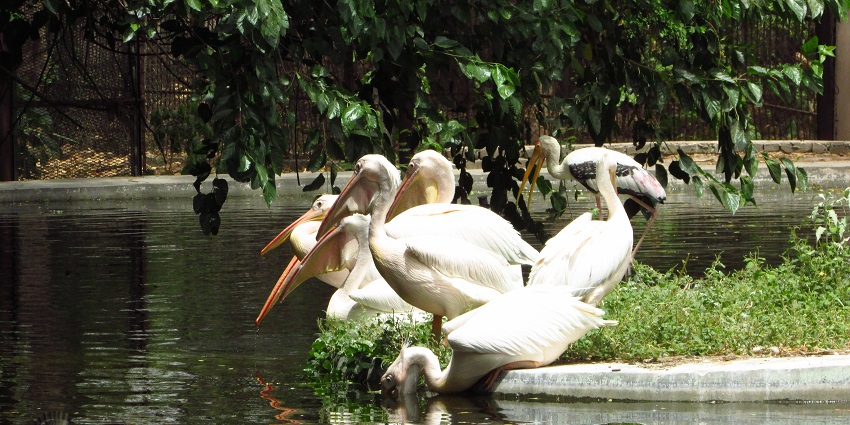 Zoo In Lucknow: wander - TripXL