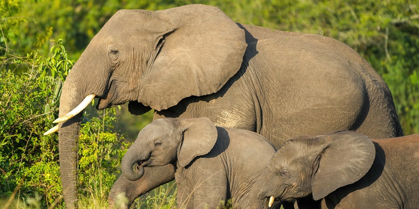 Addo Elephant National Park: Discover Scenic African Wildlife - TripXL