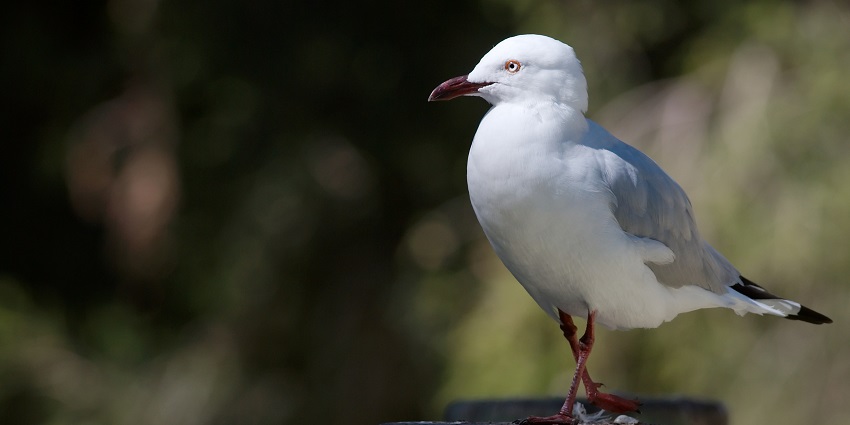 Zoos In Australia: Explore Wildlife And Conservation Efforts - TripXL