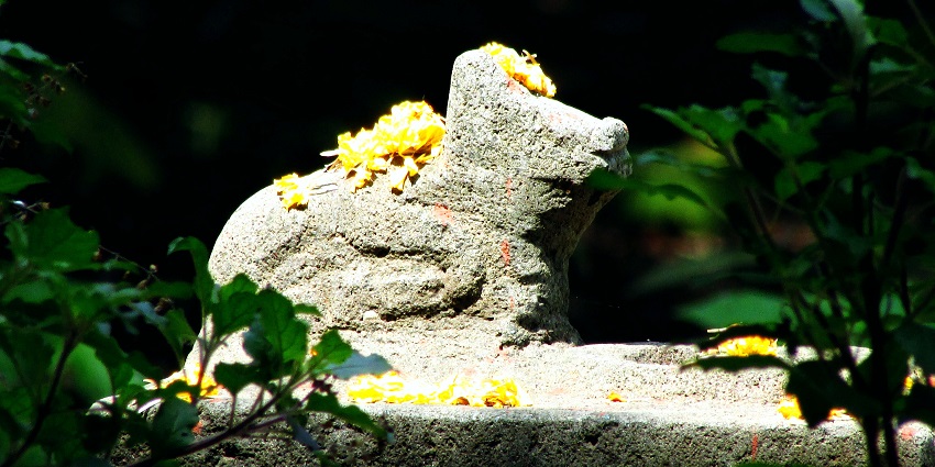 Jungle Safari Near Mumbai: A Scenic Adventure In Maharashtra - TripXL