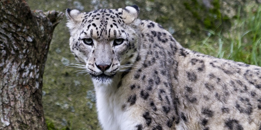 Pithoragarh Fort: Witness The Grandeur of The Bygone Era - TripXL