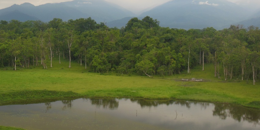 Discover Jungle Safaris In West Bengal: Adventure Awaits - TripXL