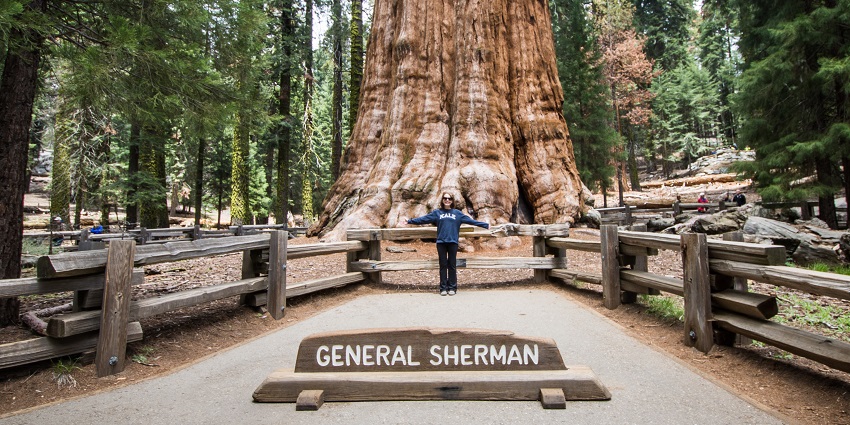 Sequoia National Park: Explore Diverse & Striking Fauna - TripXL