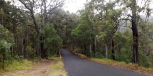 Springbrook National Park: The Ultimate Traveller’s Guide - TripXL