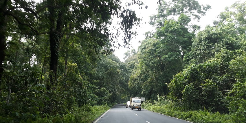 Gorumara Jungle Safari: A Wildlife Expedition In West Bengal - TripXL