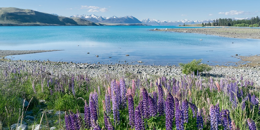 Aoraki Mount Cook National Park: Diverse & Striking Fauna - TripXL