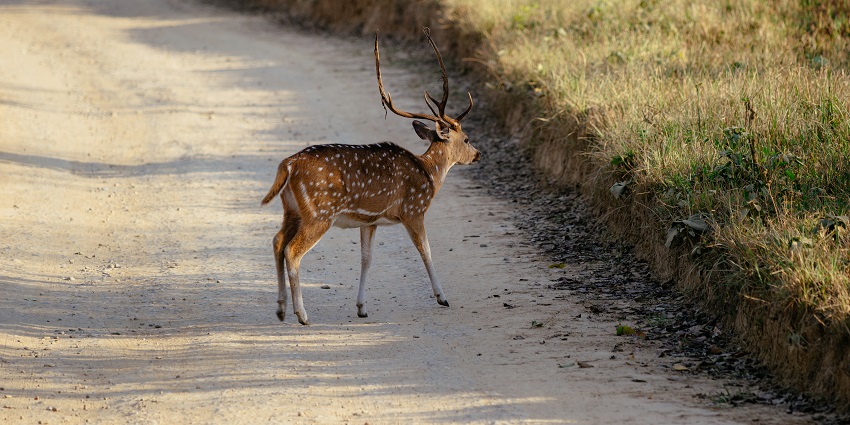 Exploring Dehradun’s Robbers Caves: A Complete Tourist Guide - TripXL