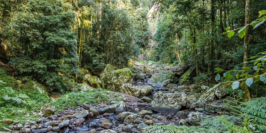 Springbrook National Park: The Ultimate Traveller’s Guide - TripXL