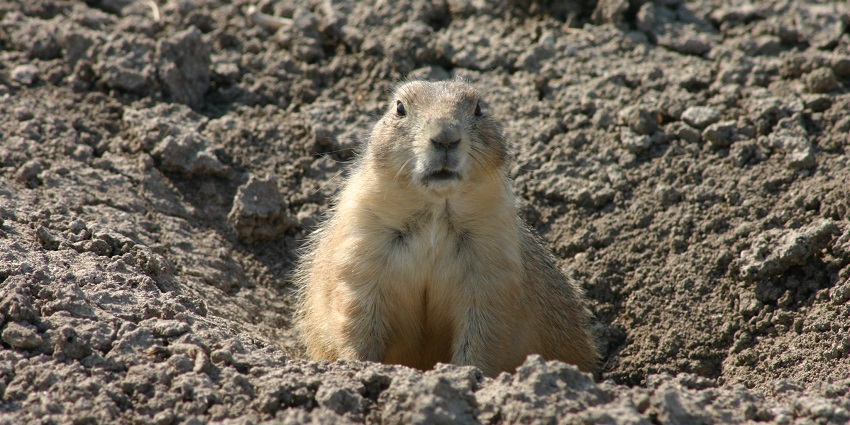 Badlands National Park: Explore Diverse & Striking Fauna - TripXL