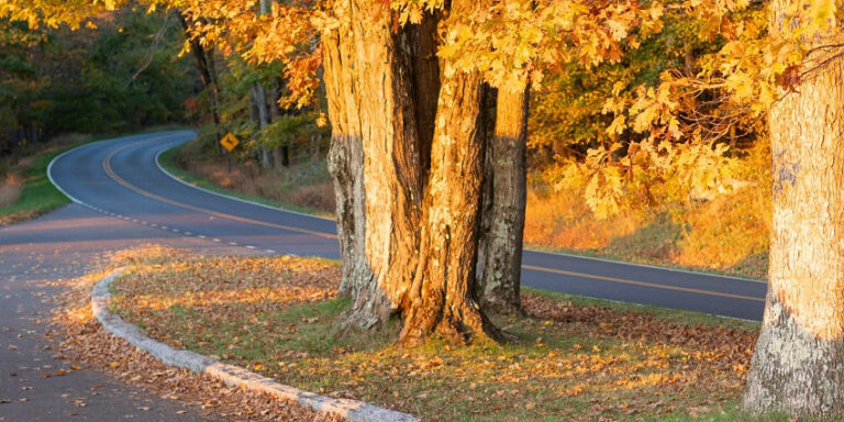 Places To Visit In Virginia In April For Springtime Delight - TripXL