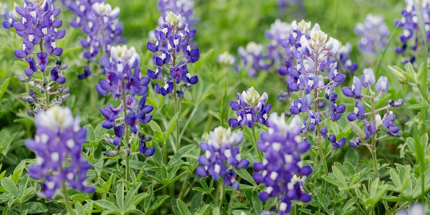 14 Things To Do In USA In March For Your Summer Getaway - TripXL
