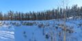 Wood Buffalo National Park: Alberta Wildlife To Explore - TripXL