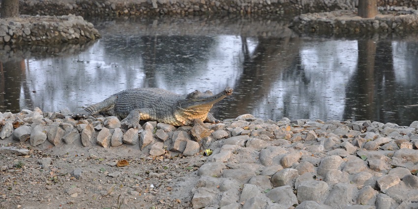 Zoo In Kolkata: Explore The Exotic Wildlife Of West Bengal - TripXL