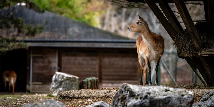 Places To Visit In Binsar: The Ultimate Guide For Travellers - TripXL
