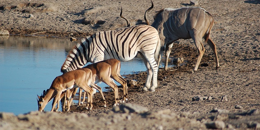 National Parks In Namibia: A Guide To Wildlife & Stunning Landscapes ...