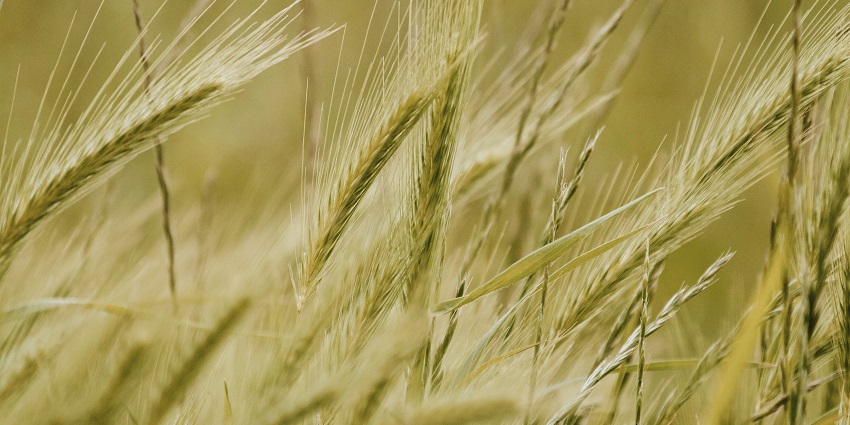Harvest Festivals Of Chhattisgarh: Celebrating Agriculture - TripXL