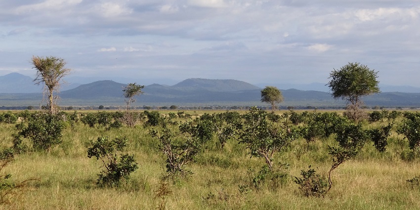 Mikumi National Park: A Must-Visit Destination In Tanzania - TripXL