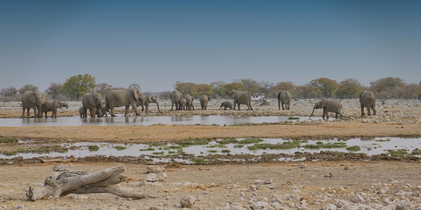 National Parks In Namibia: A Guide To Wildlife & Stunning Landscapes ...