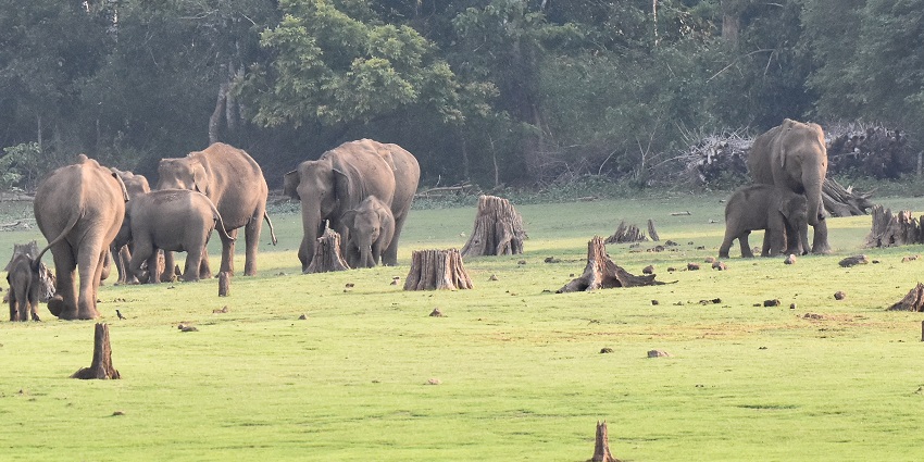 Coorg Travel Guide: The Ultimate Guide For All Travellers - TripXL