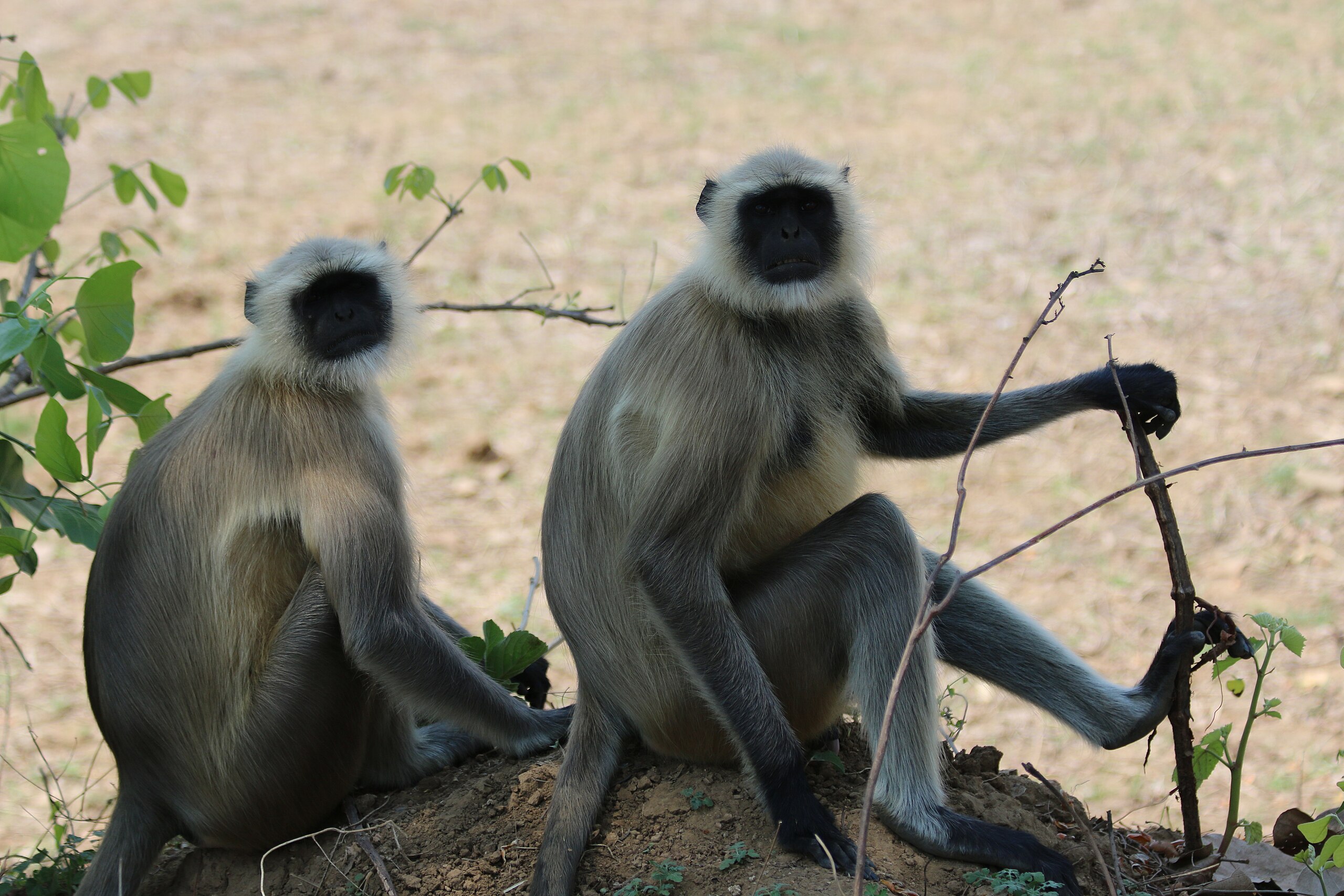 Karhandla Jungle Safari: Exotic Wildlife In Maharashtra - TripXL