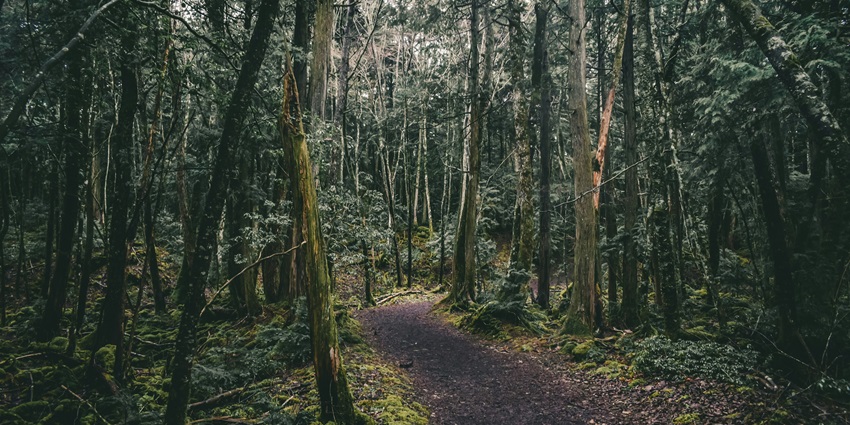 10 Haunted Places In Japan: Ghost Stories & Eerie Locations - TripXL