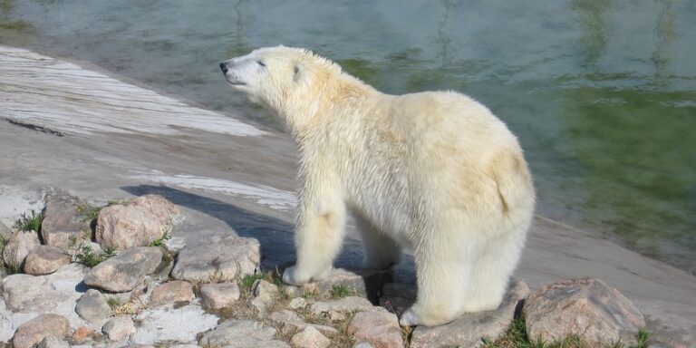 Ranua Zoo Finland: Arctic Wildlife Park & Visitor Guide - TripXL