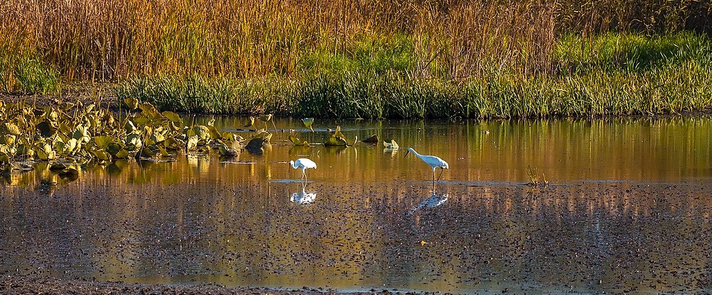 Oxbow Lake In Bihar: Explore Kanwar Lake’s Natural Beauty - TripXL
