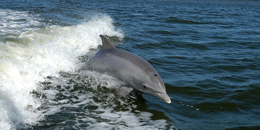 Explore The Beauty Of Chilika Lake In Odisha - TripXL