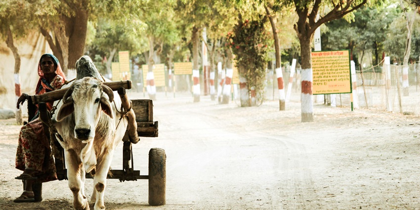 Explore The 10 Best Things To Do In Chilika Lake - TripXL