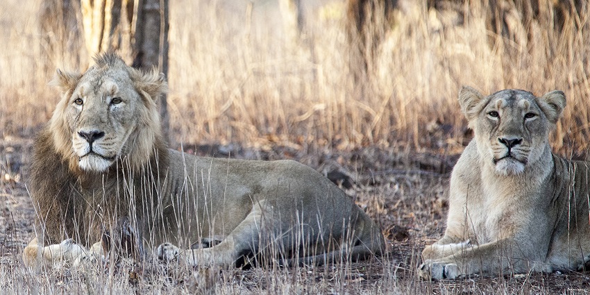 10 Biggest Jungle Safaris In India: Witness Rich Wildlife - TripXL