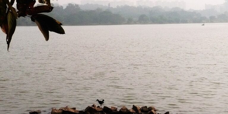 10 Famous Lakes In Bangalore With Pristine Beauty: An Escape - TripXL