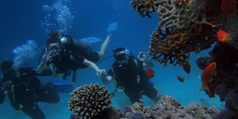 Scuba Diving In Dwarka: Explore The Vibrant Marine Life - TripXL