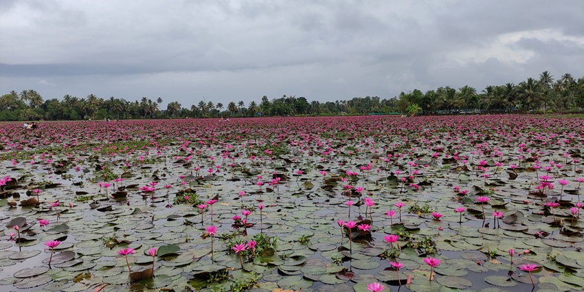 Lotus Lakes In Kerala: Explore Nature’s Beauty & Tranquility - TripXL