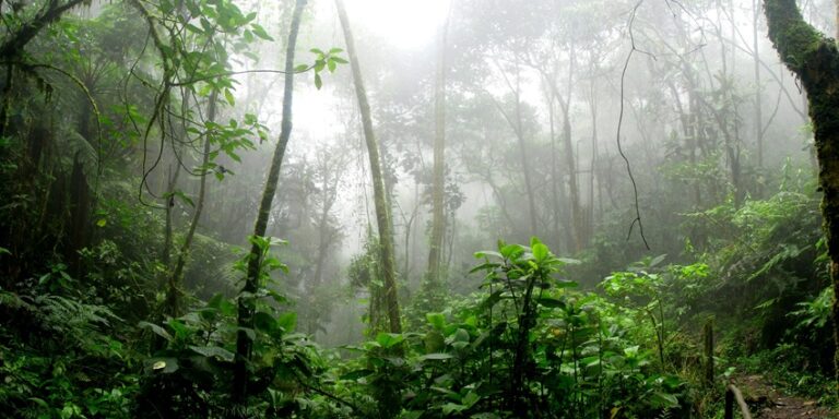 Yasuni National Park: The Ultimate Guide For Travellers - TripXL