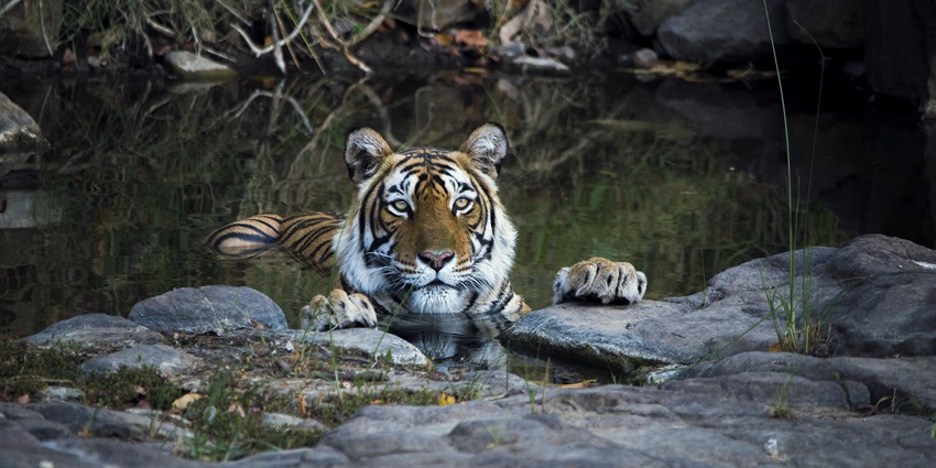 10 Biggest Jungle Safaris In India: Witness Rich Wildlife - TripXL