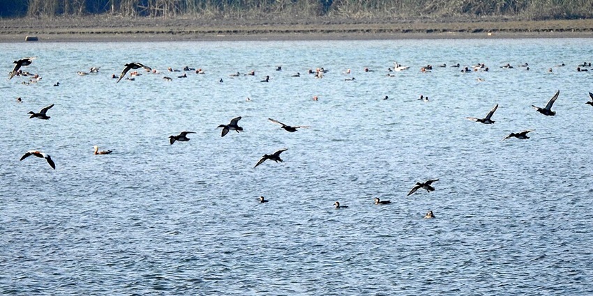 Top 10 Lakes In Punjab: Discover Nature’s Hidden Gems - TripXL