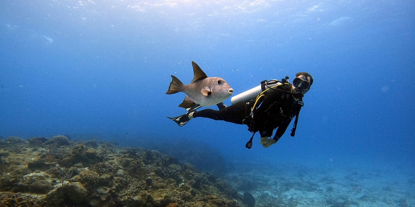 The Best Scuba Diving In Cuba: Top Spots & Tips - TripXL